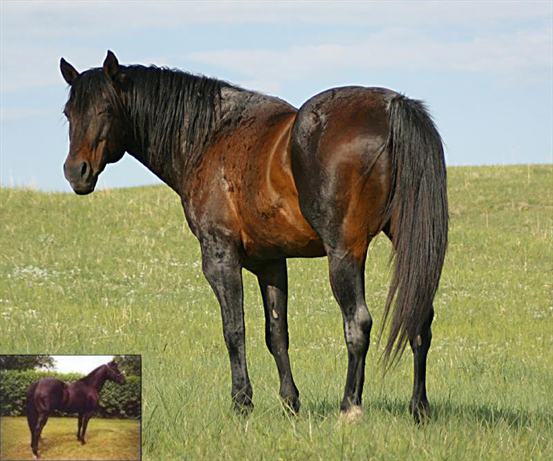Black and Blue Quarter Horses & Longhorns | Foley, Alabama